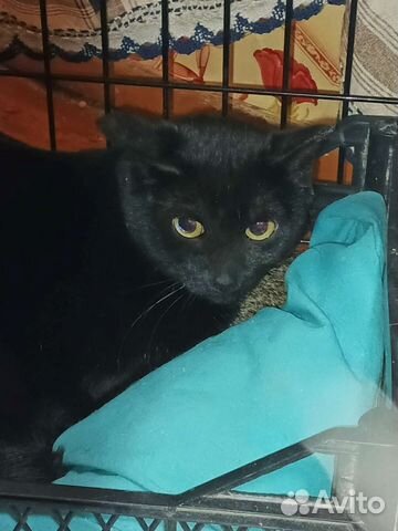 Кошка черная 1 год стерилизована