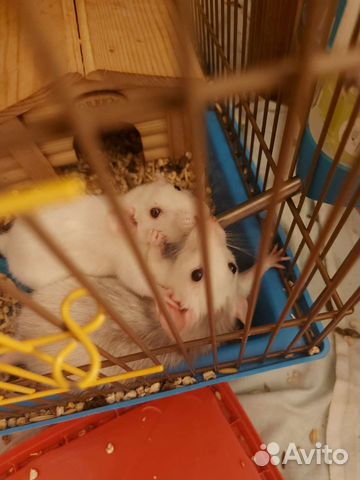 Отдаю двух крыс (самок) бесплатно с клеткой