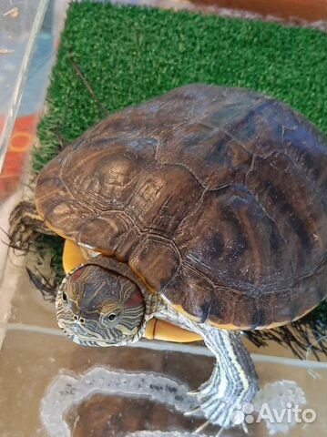 Красноухая черепаха (2 шт) с аквариумом бесплатно