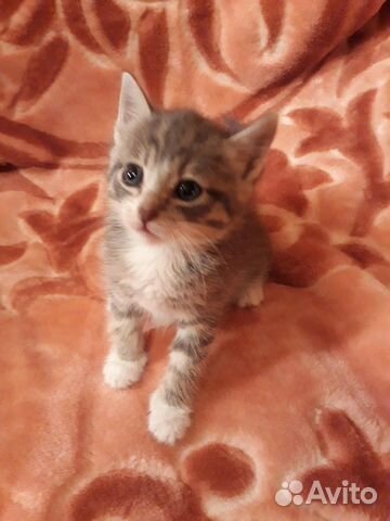 Котята отдам бесплатно