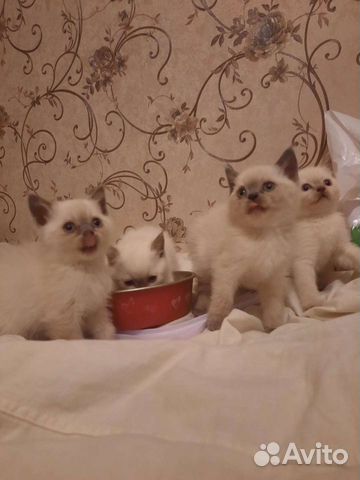 Шотландские котята мальчик девочка