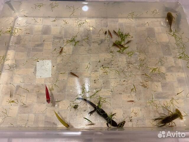Аквариумные рыбки тритон рак креветки сомик