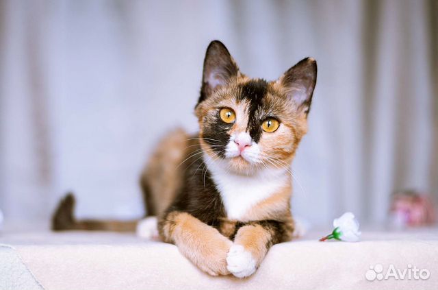 Милая Люсьен-котенок в дар