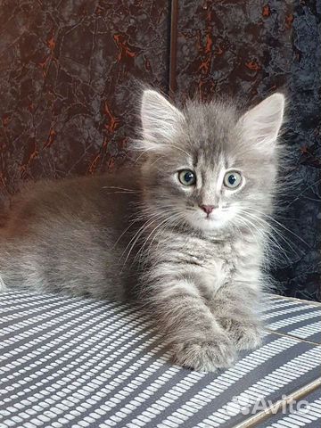 Котенок Фаина