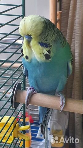 Попугай выставочный волнистый