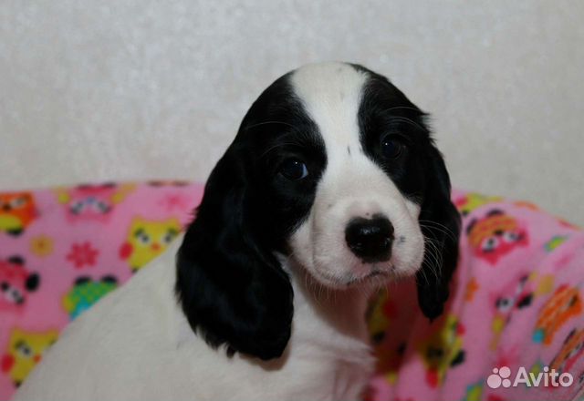 Идеальная девочка рос