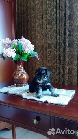 Собаки щенки