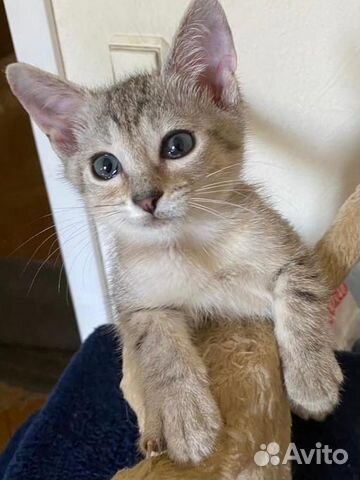 Котенок Майя