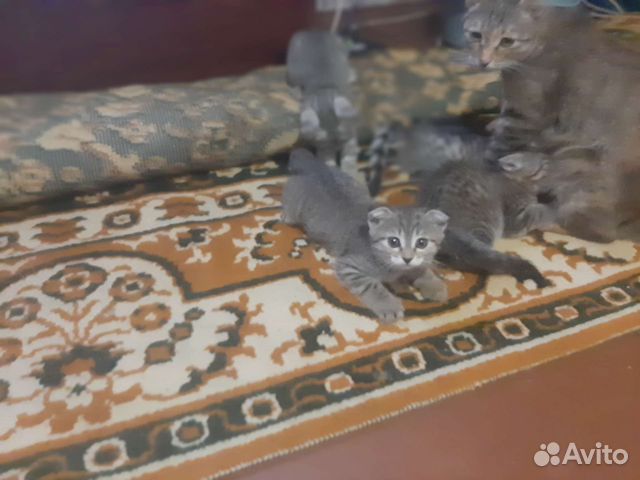 Русская голубая