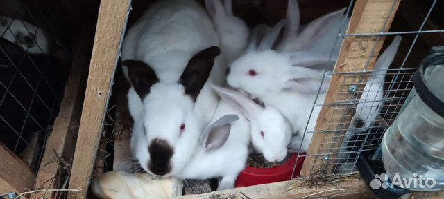 Кролики на доращивание