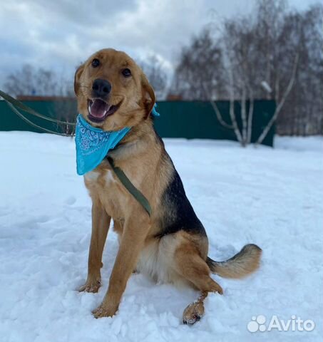 Спаси собаку из клетки приюта