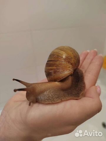 Улитка ахатины