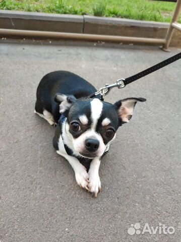 Продаю собачку чехуа хуа 2 года очень добрая 5000