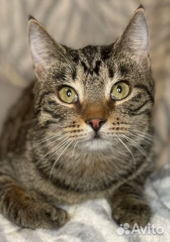 Очень классная ласковая кошечка Клёпа 2,5 года дар