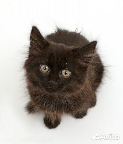 Ласковый котёнок в добрые руки - умный и сладкий