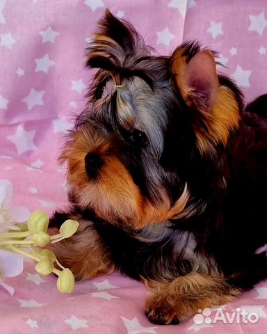 Продается ммни мальчик йорика