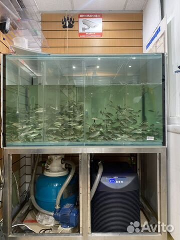Аквариум для живца