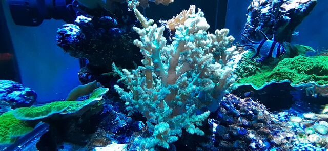 Коралл Синулярия в морской аквариум