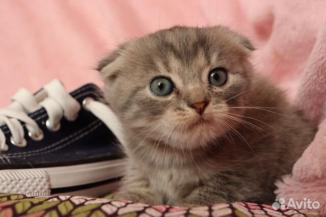 Пушильда ищет дом