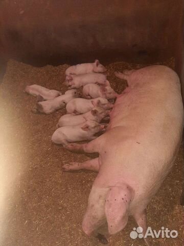 Поросенок ландрас