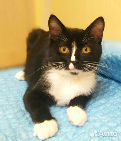 Котёнок по кличке Лисёнок ждёт любящих хозяев