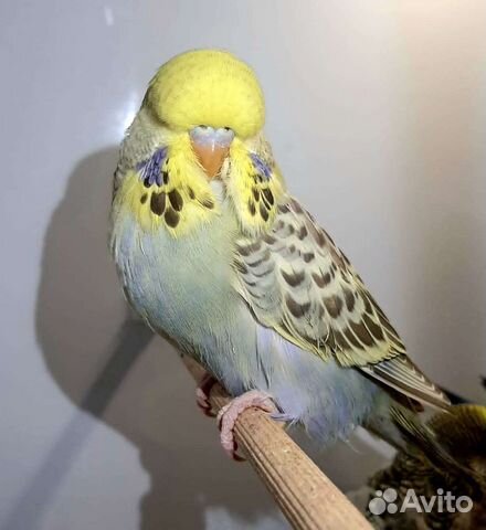 Выставочные волнистые попугаи (чехи)