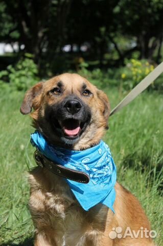 Маленький песик в добрые руки