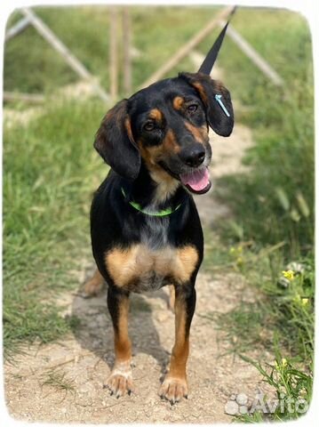 Небольшая девочка Сеня ищет дом