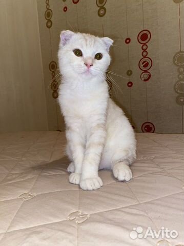 Шотландский выслоухий котонек