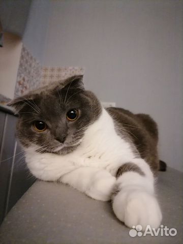 Отдам кошечку в добрые руки