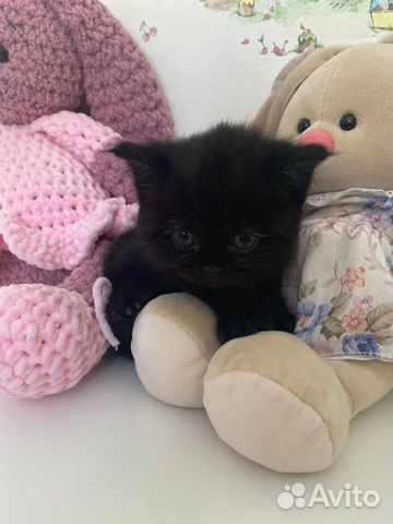 Котята