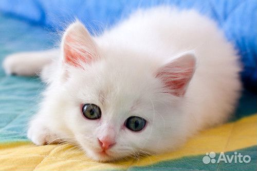 Белые котята породы "Рэгдол"