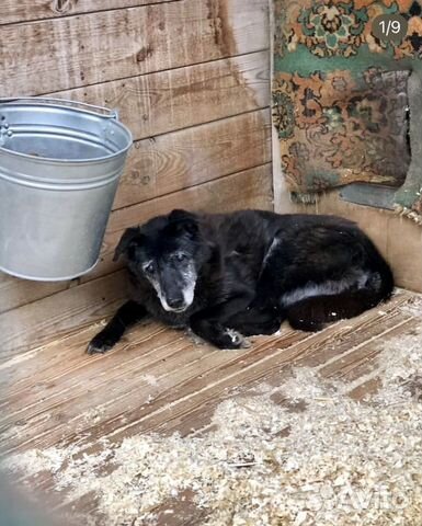 Слепая собачка из приюта мечтает о любящей семье