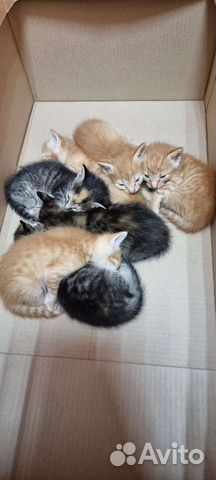 Кошки в добрые руки бесплатно