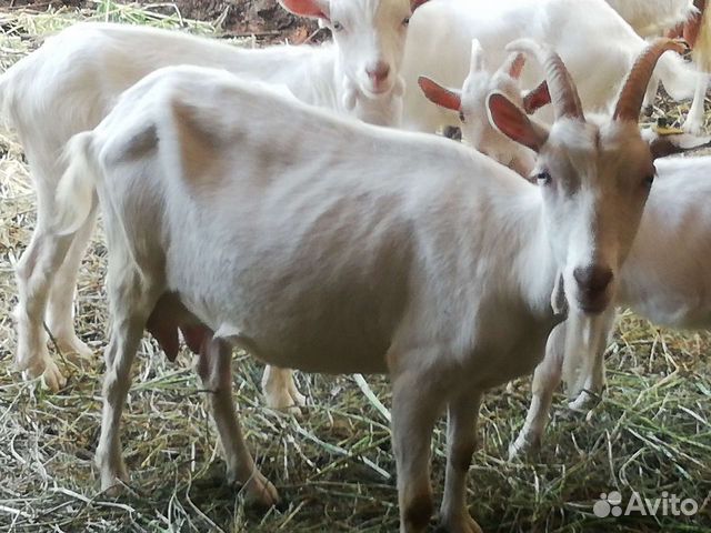 Коза дойная молочная
