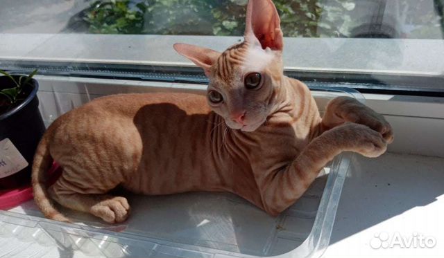 Донской сфинкс 4 месяца