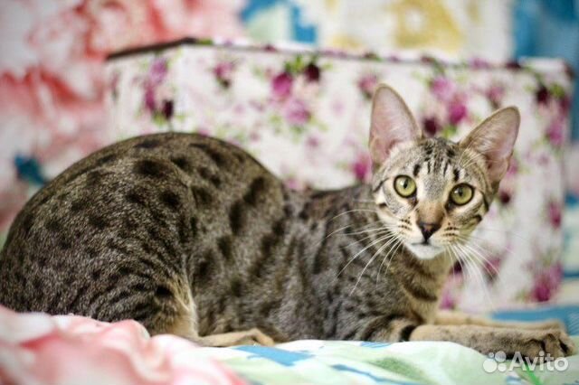 Кошечки саванна