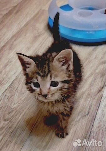 Маленький котенок-девочка,1,5 мес