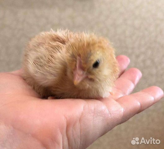 Цыплята суточные домашние микс