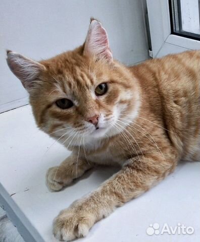 Славный рыжий Персик ждет хозяев