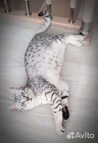 Египетская мау взрослая