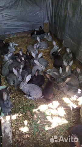 Кролики мясных пород