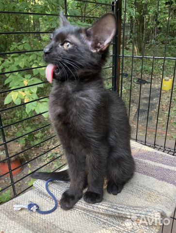 Котенок - кривляка