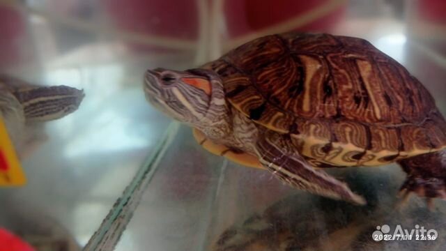 Аквариум и красноухая черепаха