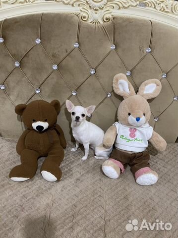 Чихуахуа мини девочка