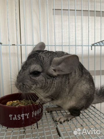 Шиншилла с клеткой