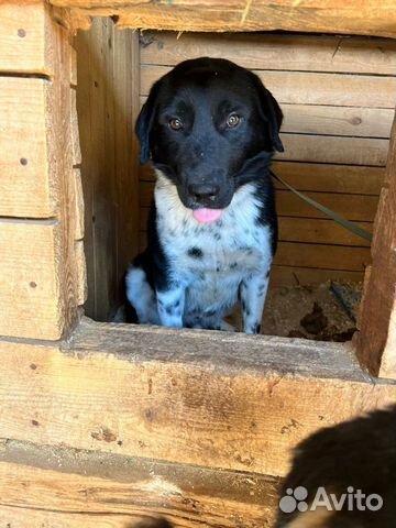 Годовалому Каену не сладко в поиюте