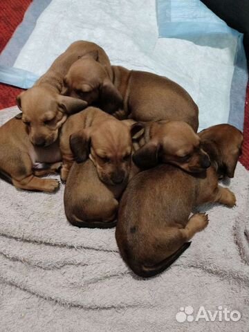 Карликовая такса щенки