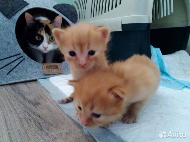 Котята в добрые руки