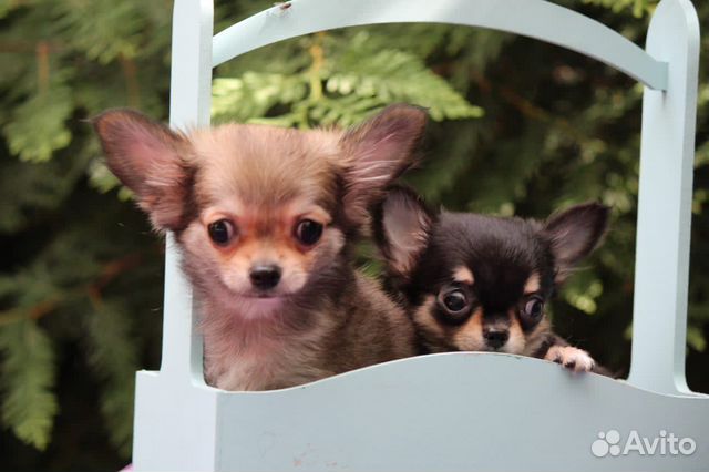 Чихуахуа щенки